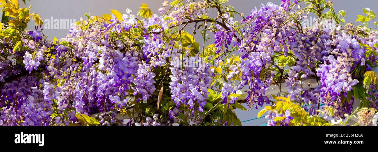 Wisteria or Glicinia trellis in a garden Stock Photo - Alamy