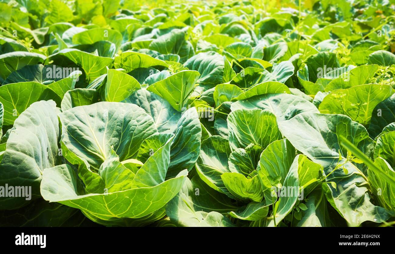 Plant organic cabbage hi-res stock photography and images - Alamy