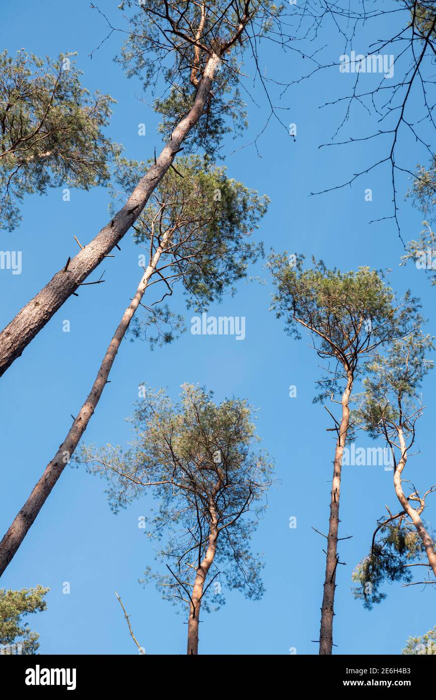 Tall treetops photographed from below with a blue sky as a background ...