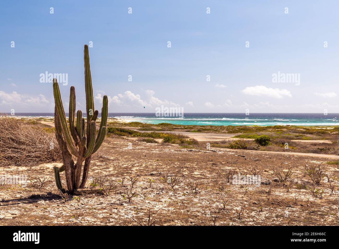 Aruba cactus beach hi-res stock photography and images - Alamy