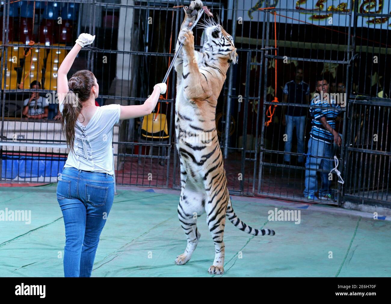 Animal trainer tiger hi-res stock photography and images - Alamy