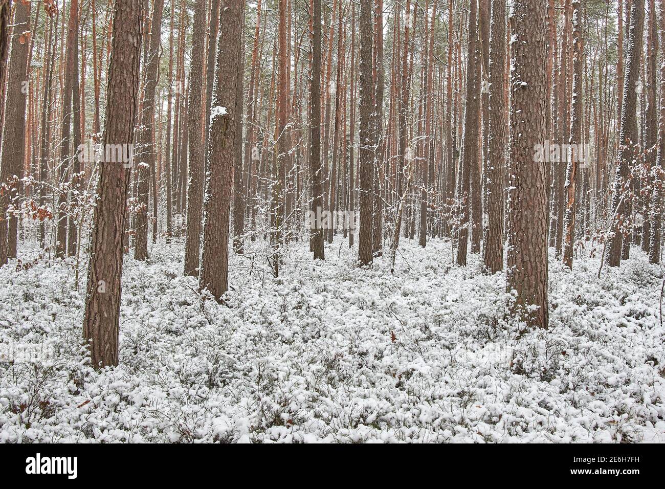Beautiful forest covered with snow Stock Photo - Alamy