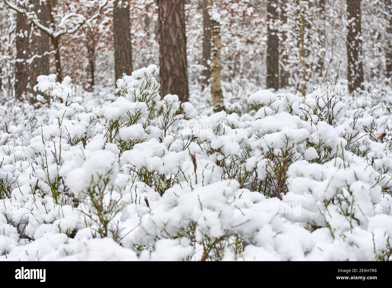 Beautiful scenery in ice and snow hi-res stock photography and images ...