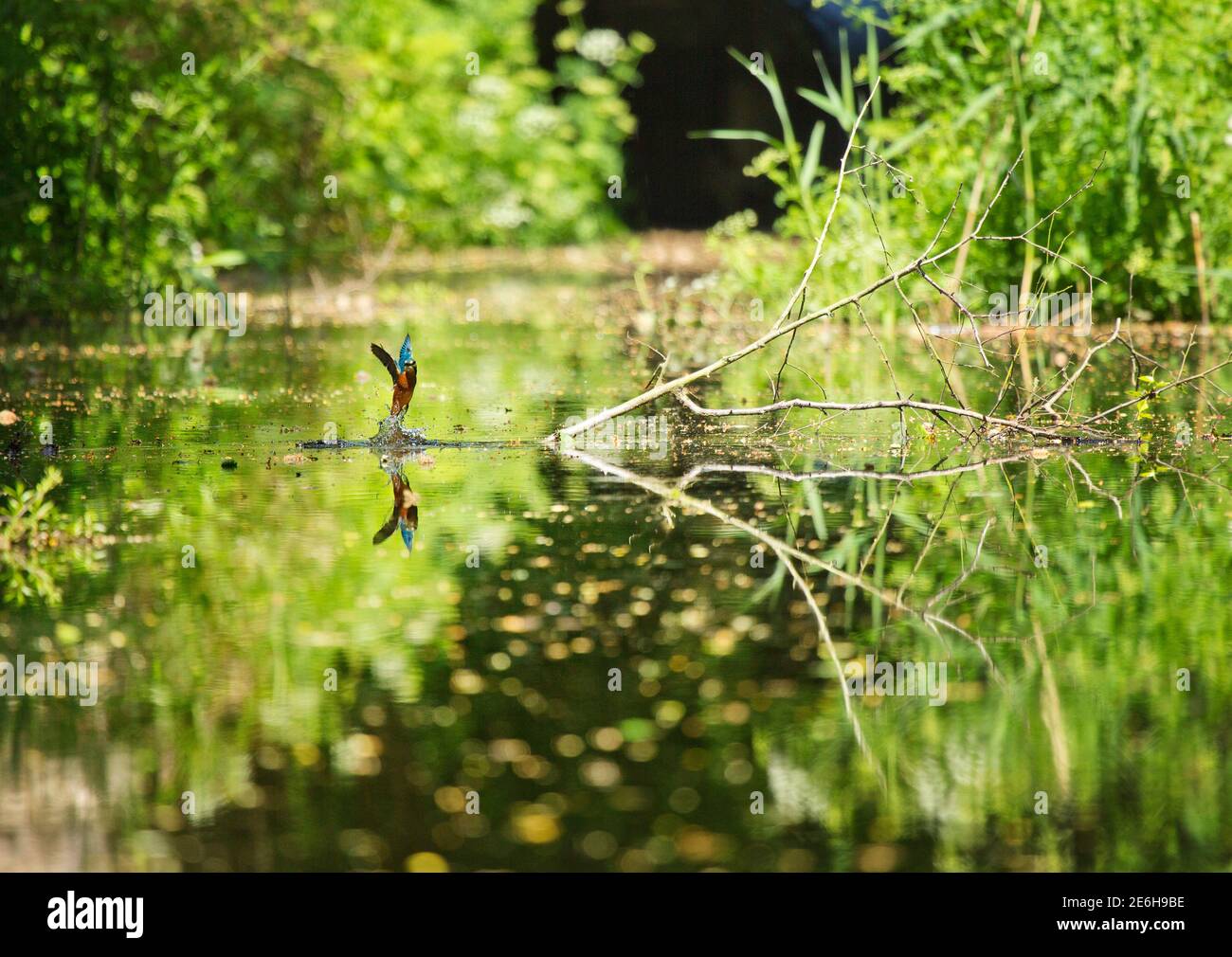 Pond life uk hi-res stock photography and images - Alamy
