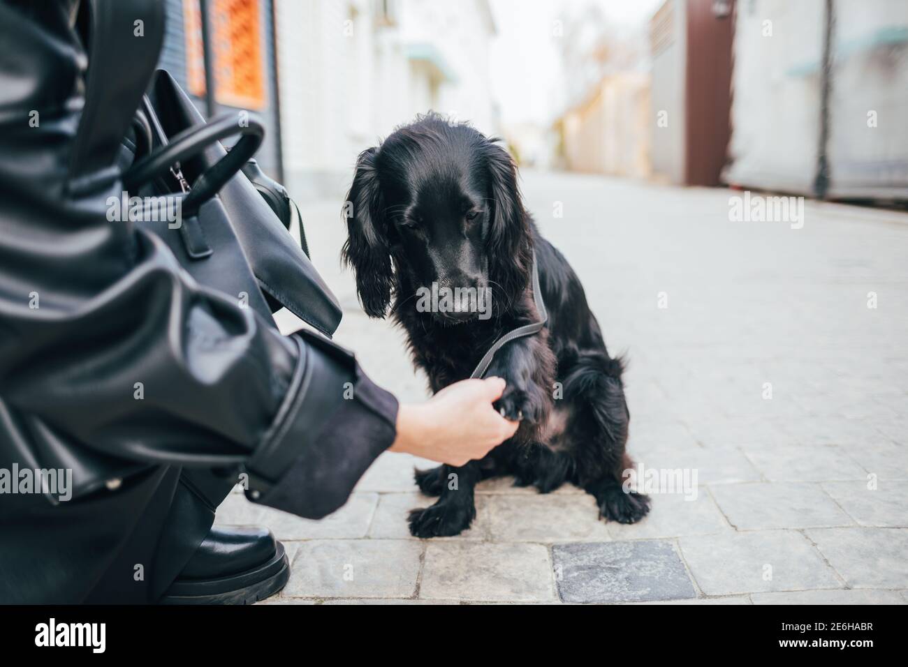Puppy black spaniel dog learning command give paw while sitting on city ...