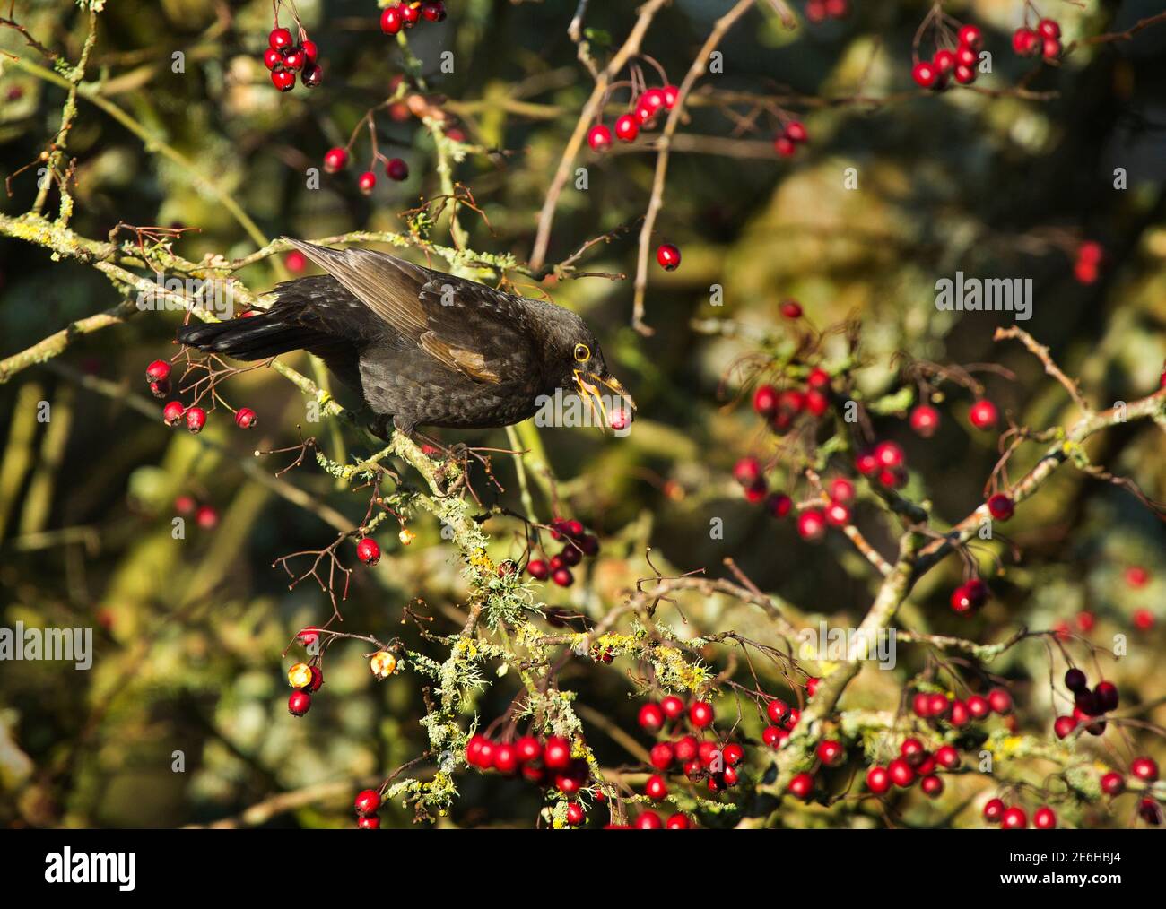 Male Blackbird eating hawthorn berries, UK Stock Photo - Alamy