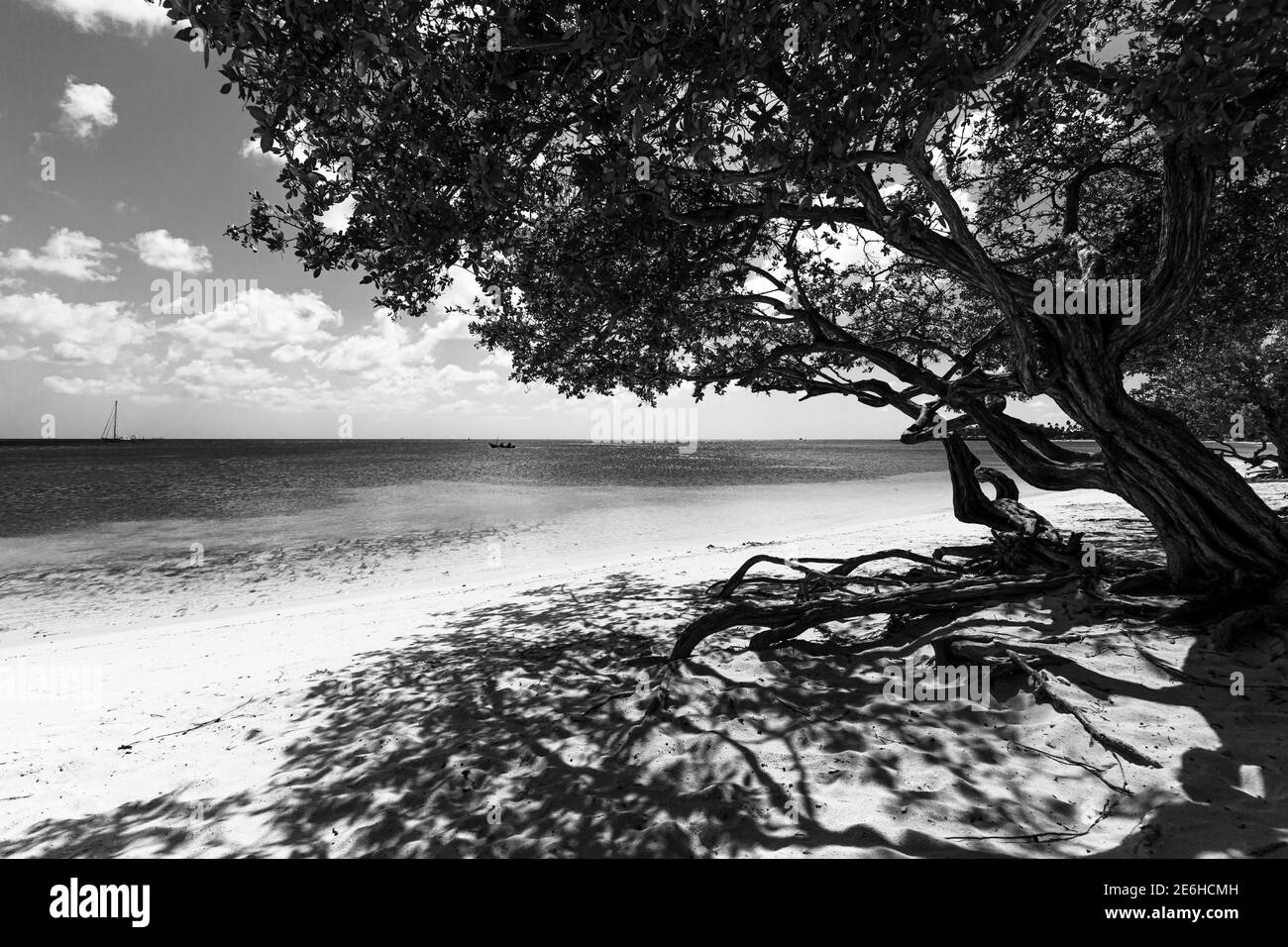 Tree shadow on water Black and White Stock Photos & Images - Alamy