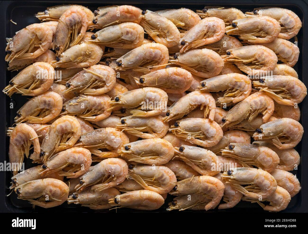 tray of frozen whole cooked prawns defrosting Stock Photo - Alamy
