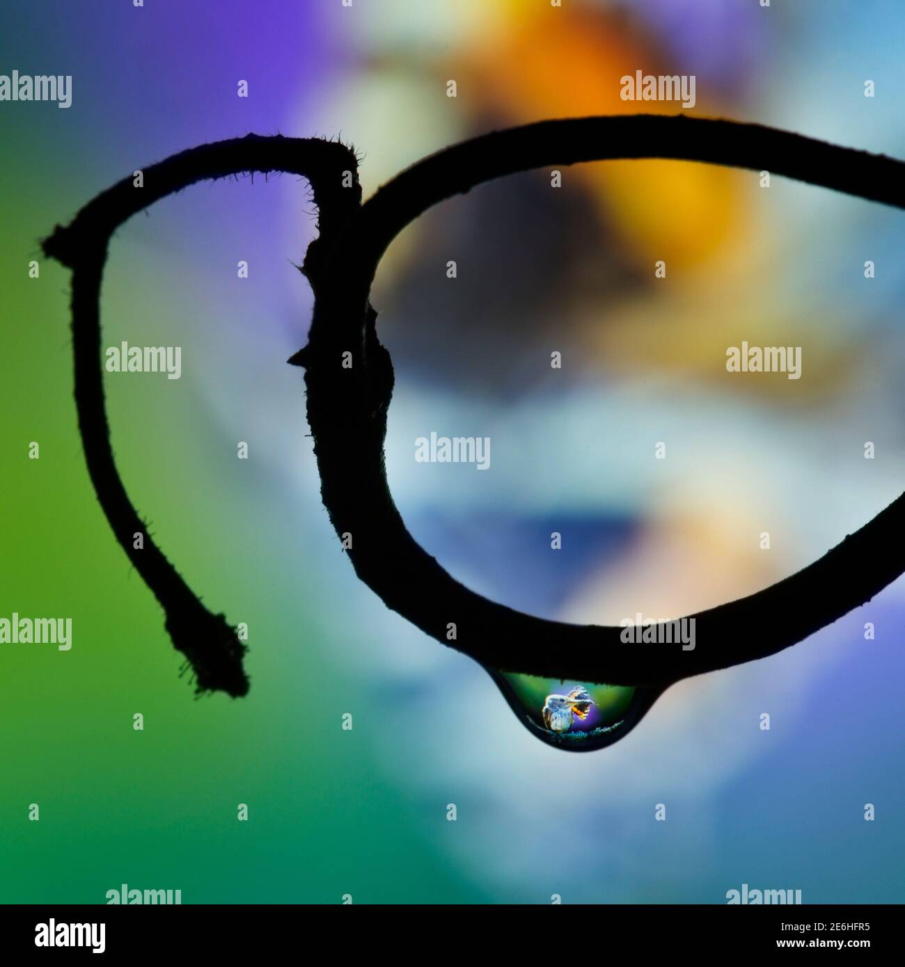 Creative image of a bird in a water drop Stock Photo - Alamy