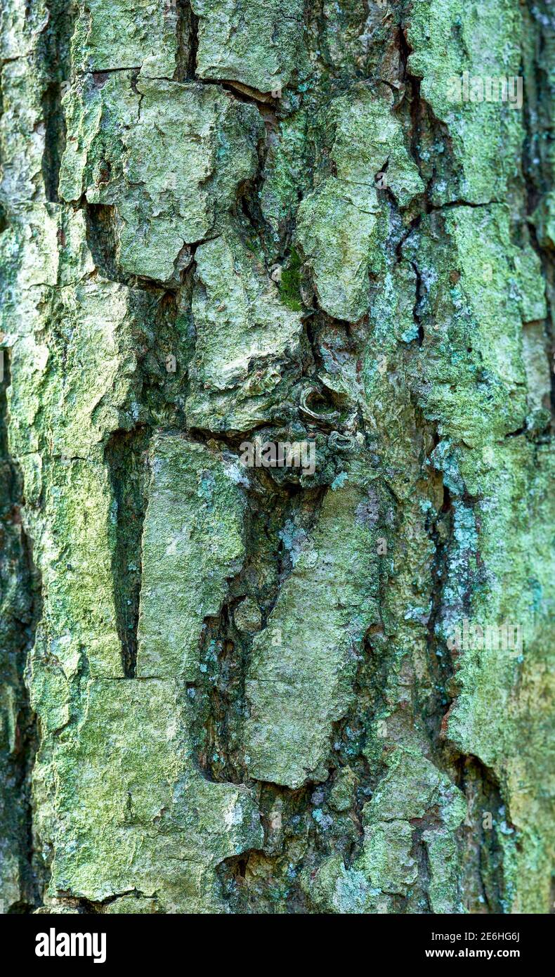 Rough textured tree bark, patterns and textures in nature Stock Photo ...