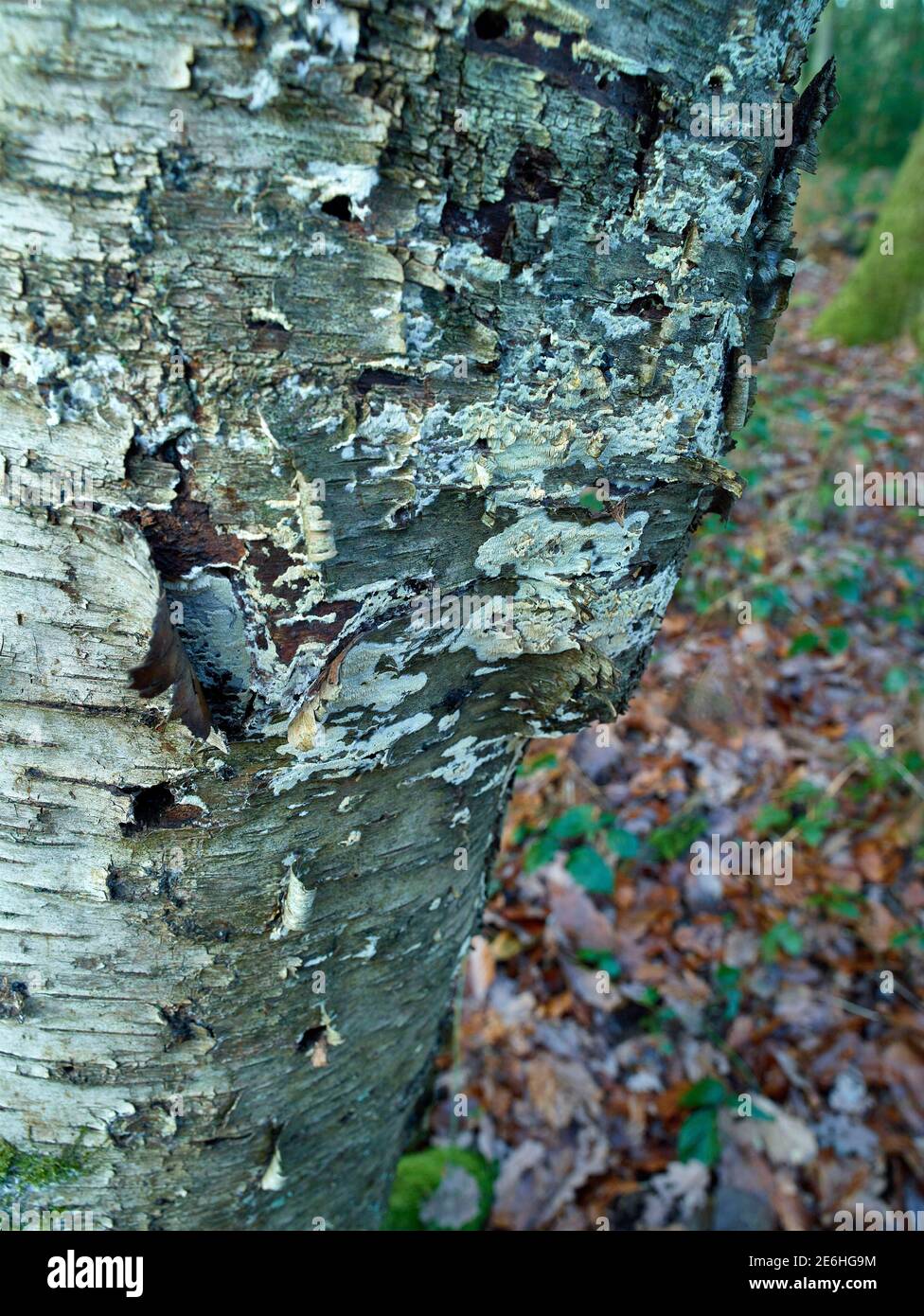 Rough textured tree bark, patterns and textures in nature Stock Photo ...