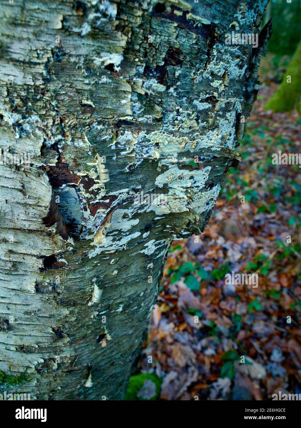 Rough textured tree bark, patterns and textures in nature Stock Photo ...