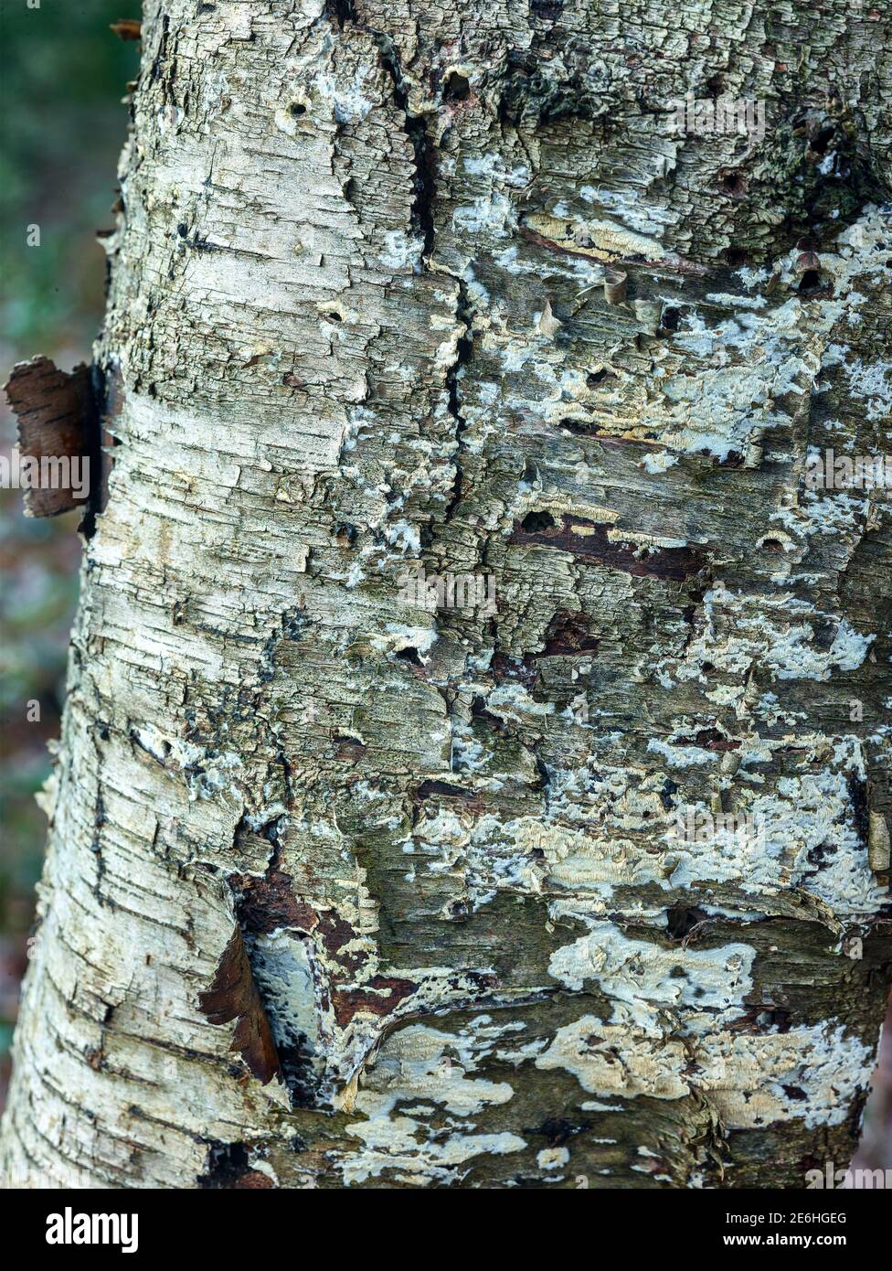 Rough textured tree bark, patterns and textures in nature Stock Photo ...