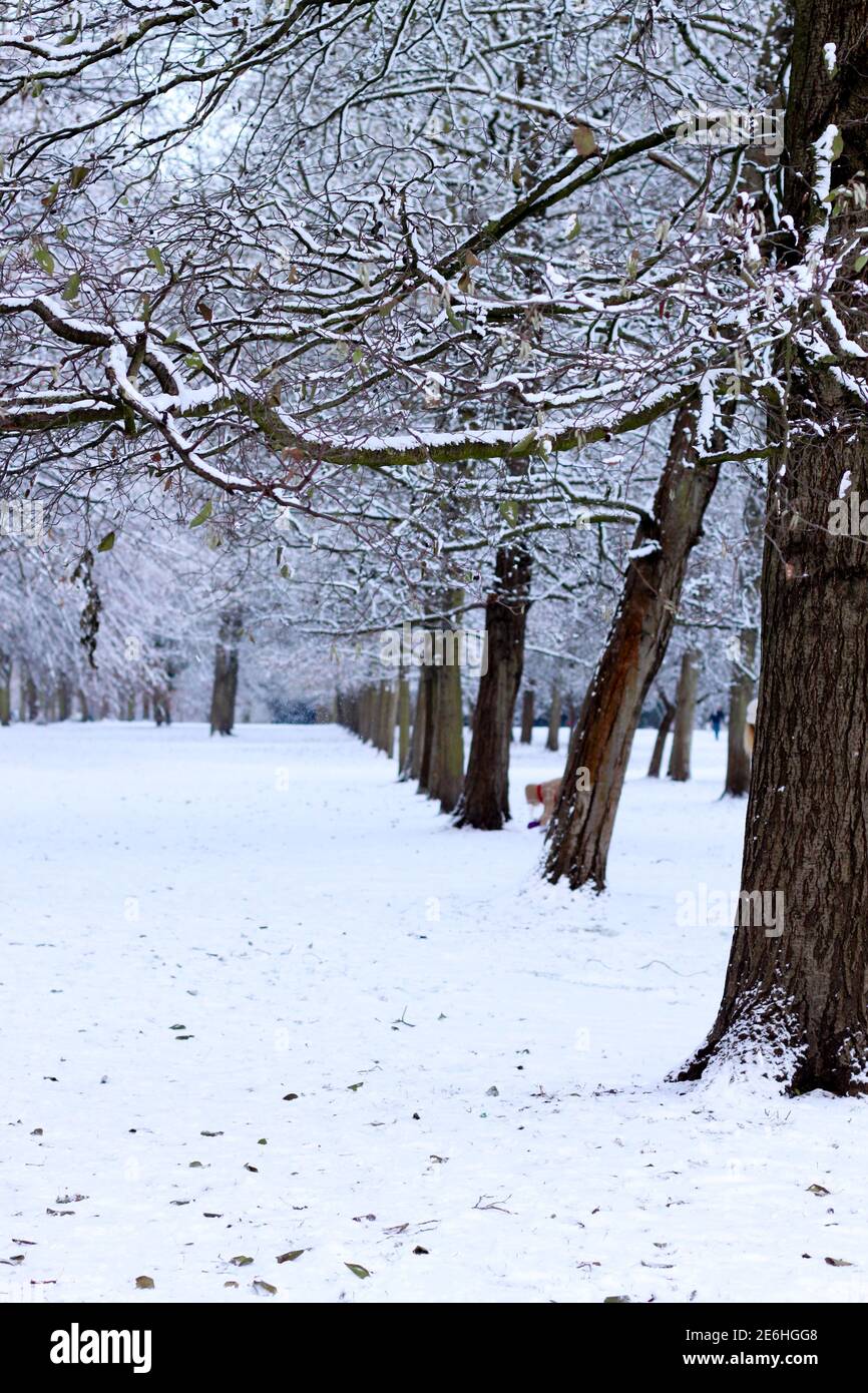 Line of Winter Trees Along Snow Covered Road Stock Photo - Alamy