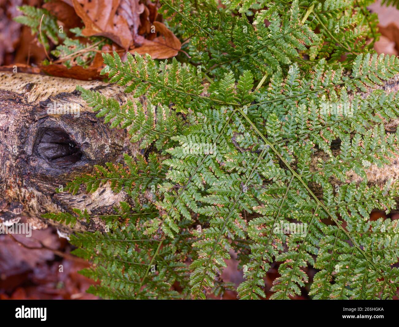 Close-up patterns and structures in the natural world, Ferns in a ...
