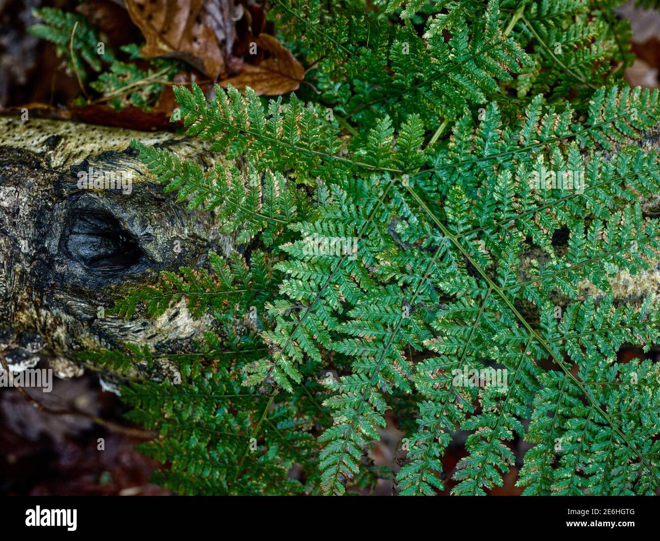 Close-up patterns and structures in the natural world, Ferns in a ...