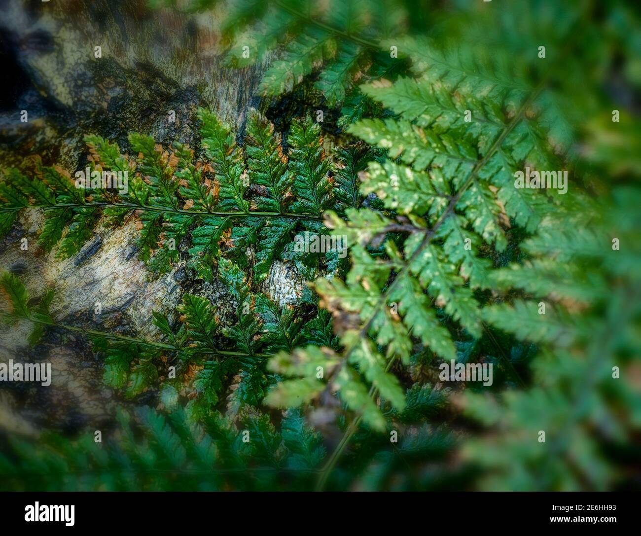 Close-up patterns and structures in the natural world, Ferns in a ...