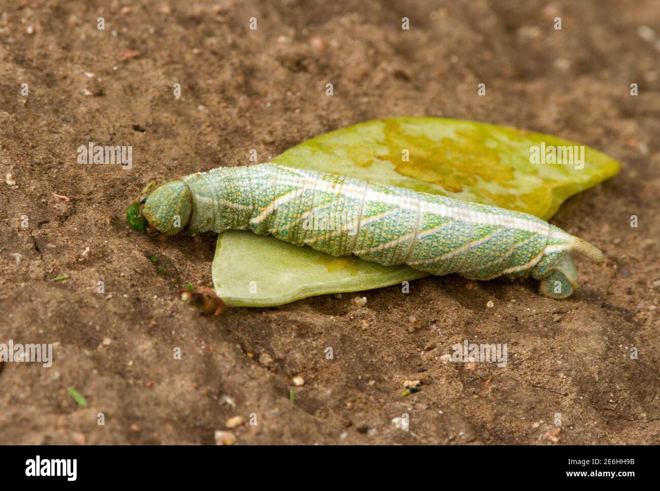 The caterpillar of the Oleander Hawk Moth becomes apple green as it ...