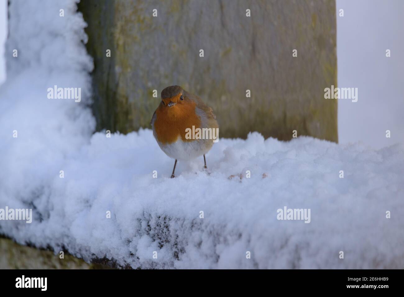 Round robin background hi-res stock photography and images - Alamy