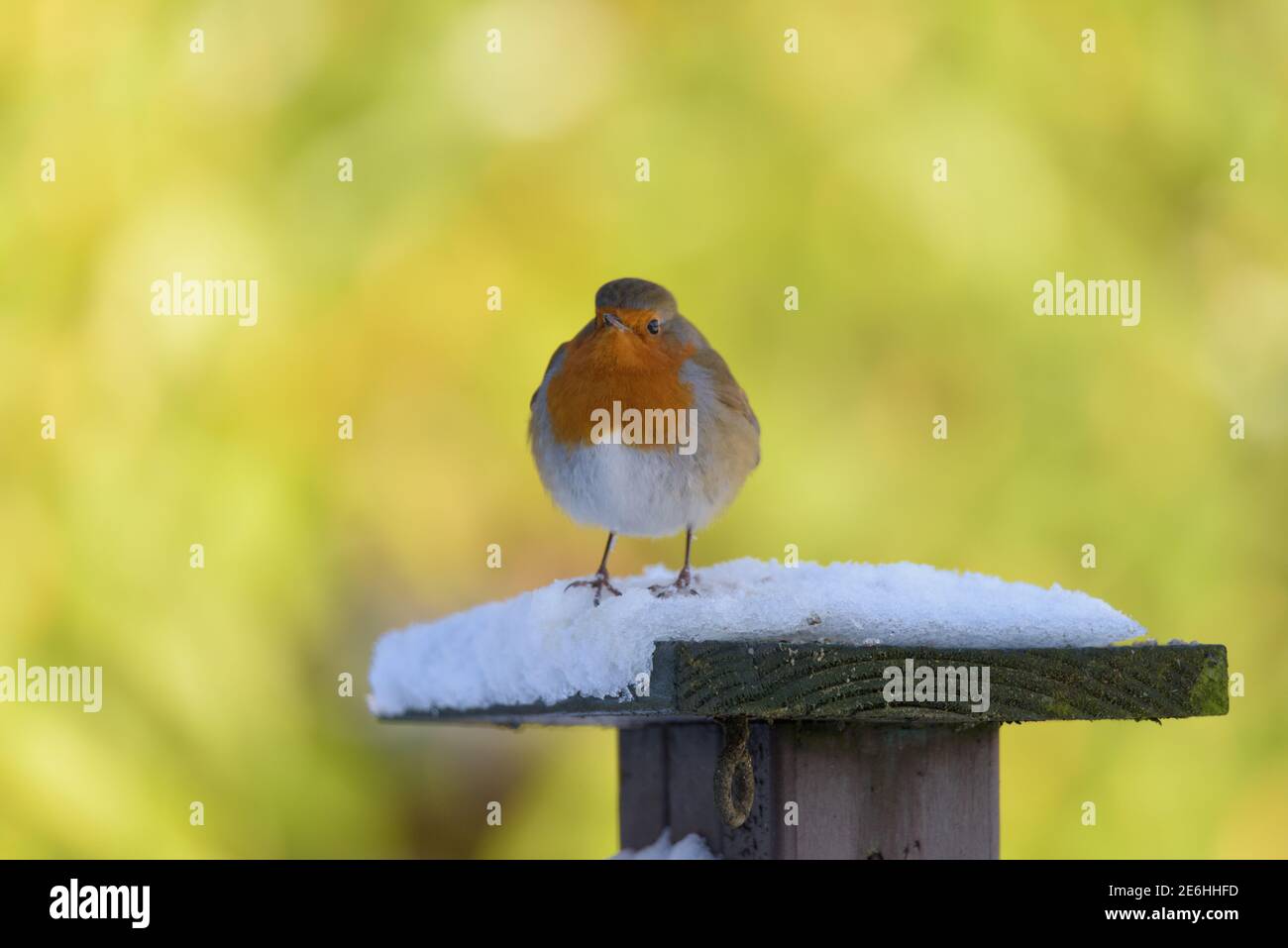 Fat robin hi-res stock photography and images - Alamy