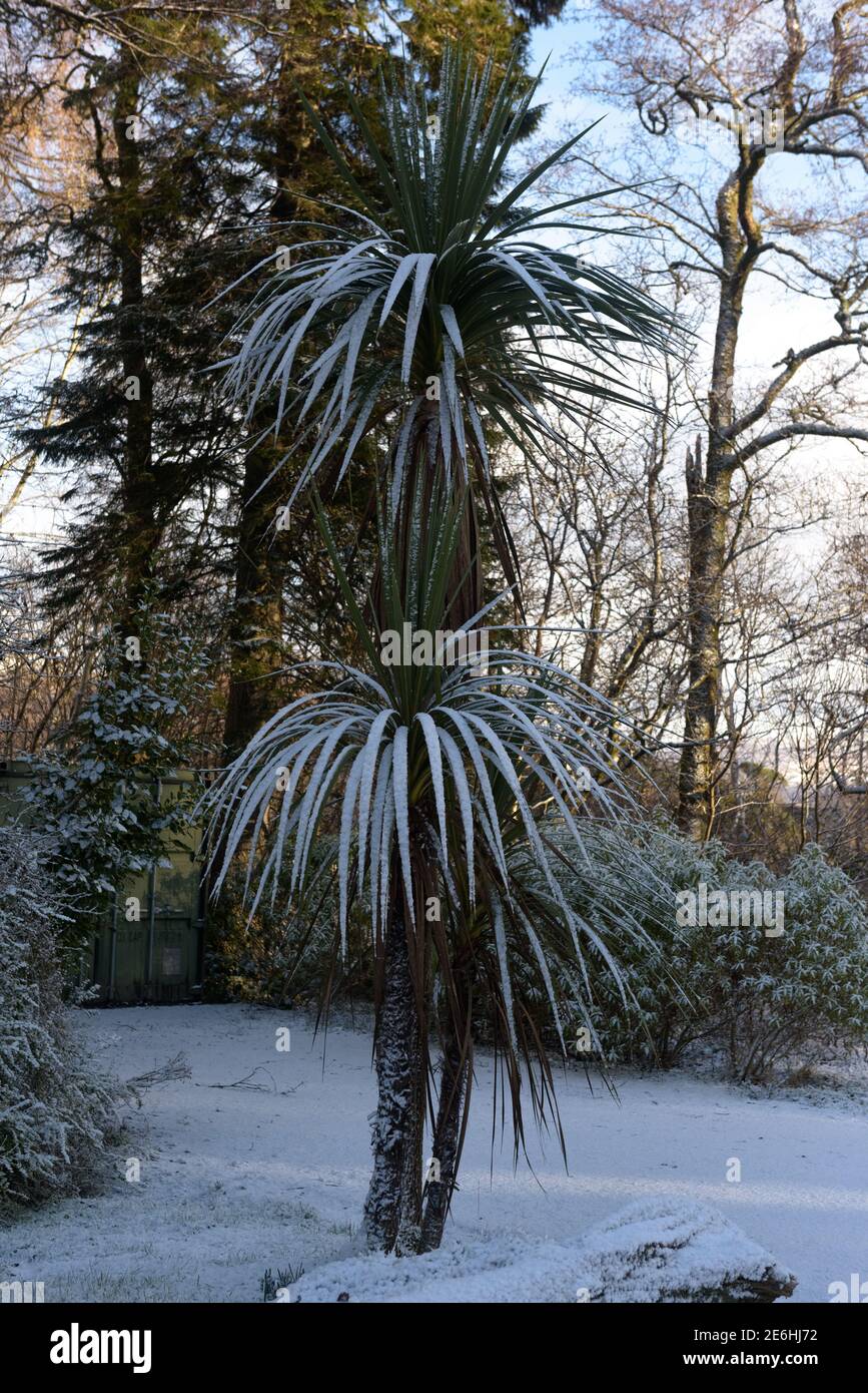 Snow Covered Palm Tree in Portree Isle of Skye Stock Photo - Alamy