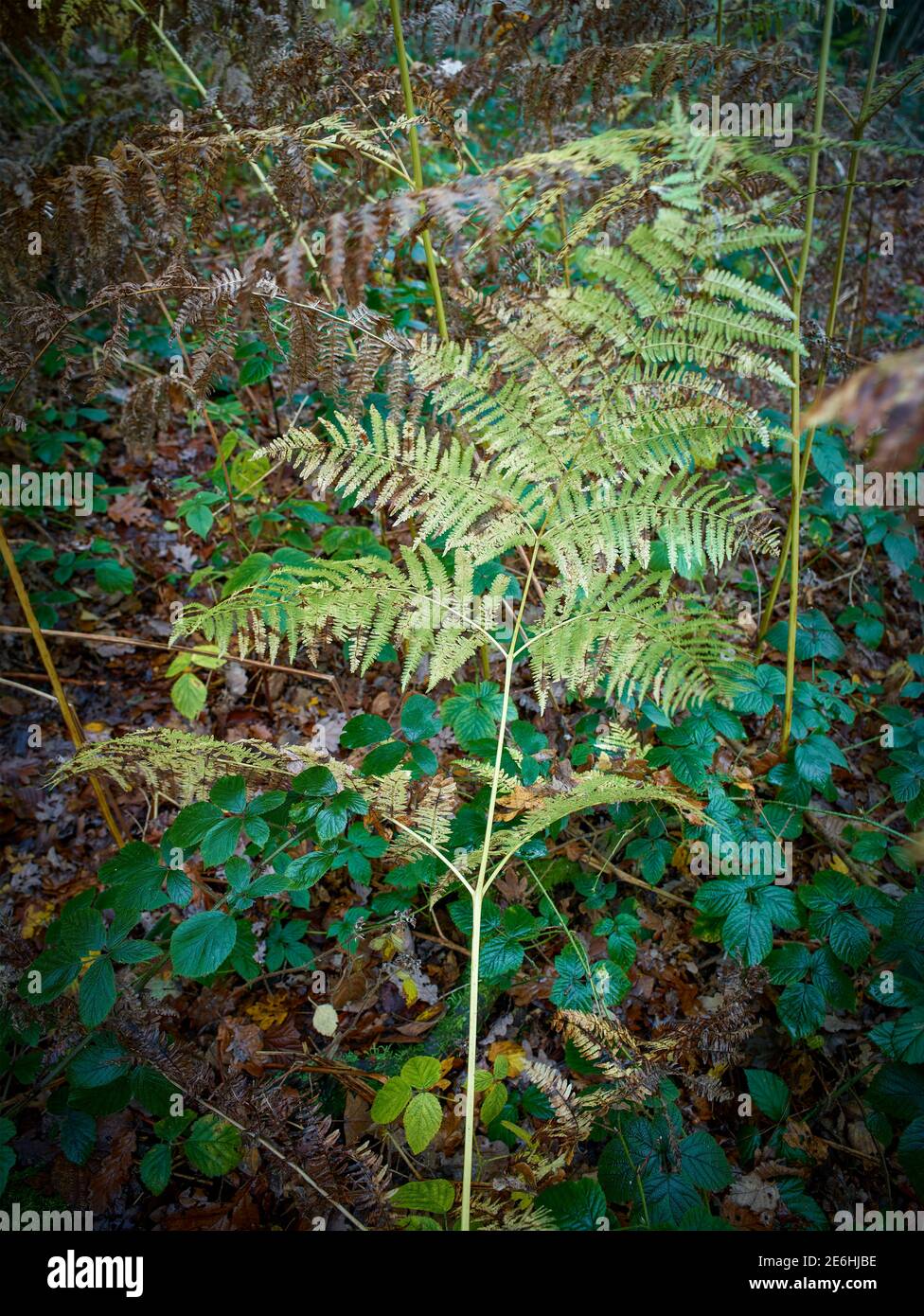 Close-up patterns and structures in the natural world, Ferns in a ...