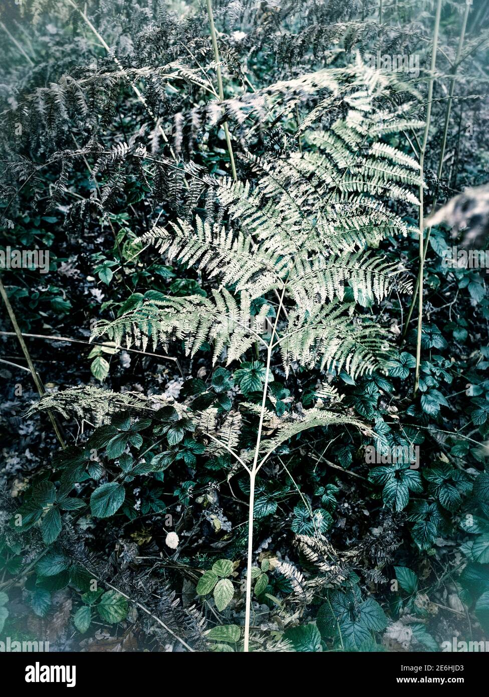 Close-up patterns and structures in the natural world, Ferns in a ...