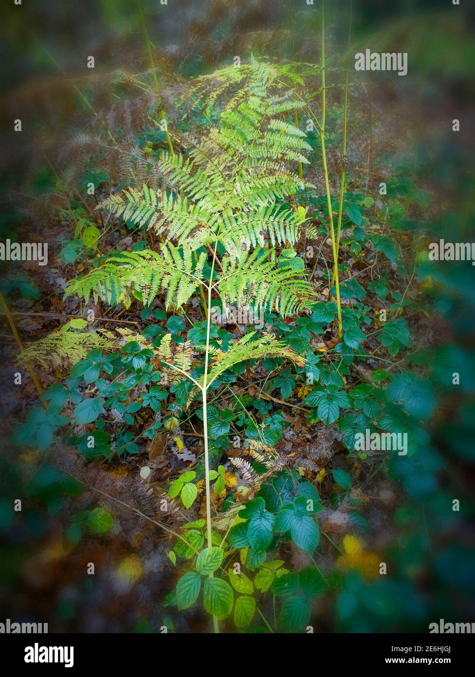 Close-up patterns and structures in the natural world, Ferns in a ...