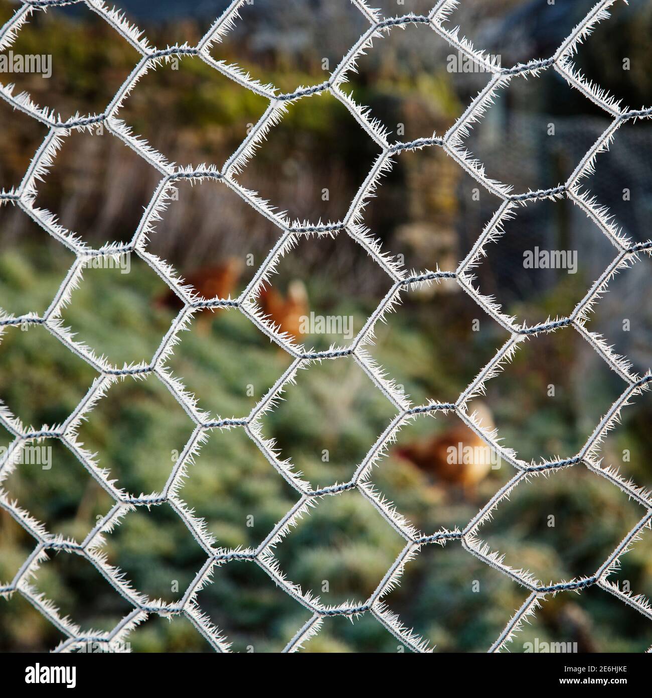 Chicken wire garden hi-res stock photography and images - Alamy
