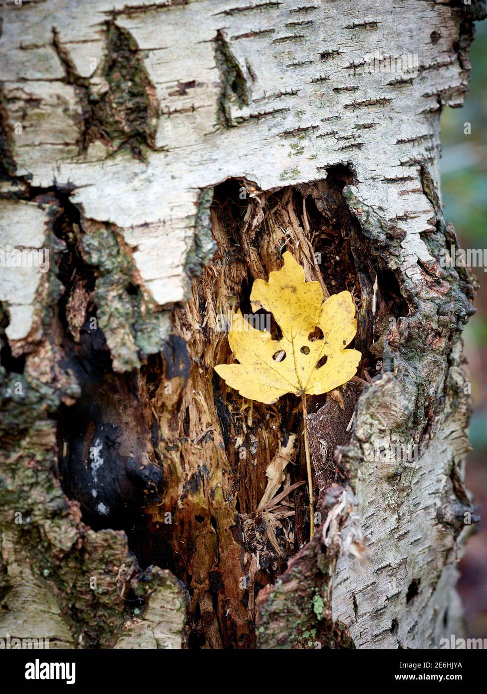 Lone leaf structure hi-res stock photography and images - Alamy
