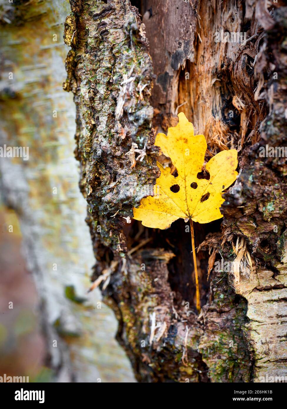 Lone leaf structure hi-res stock photography and images - Alamy