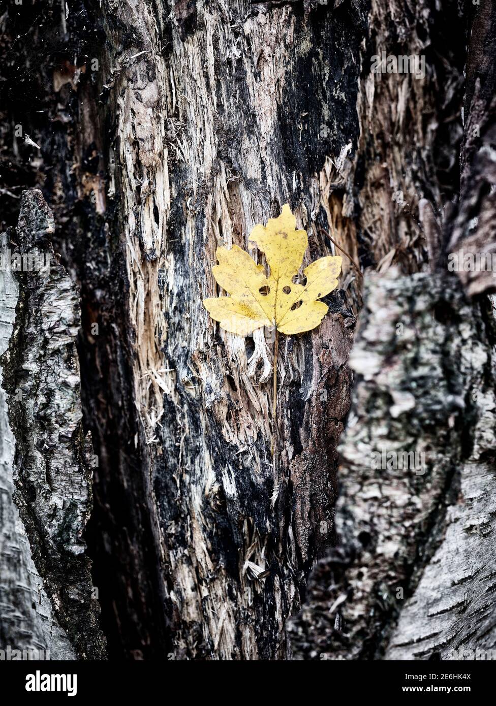Lone fallen leaf against wound in tree trunk Stock Photo - Alamy