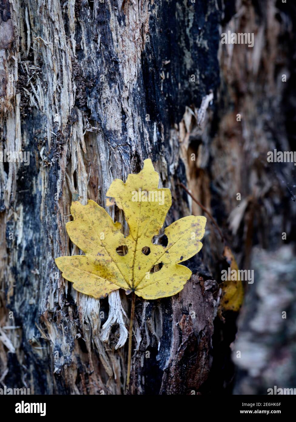 Sole fallen leaf hi-res stock photography and images - Alamy
