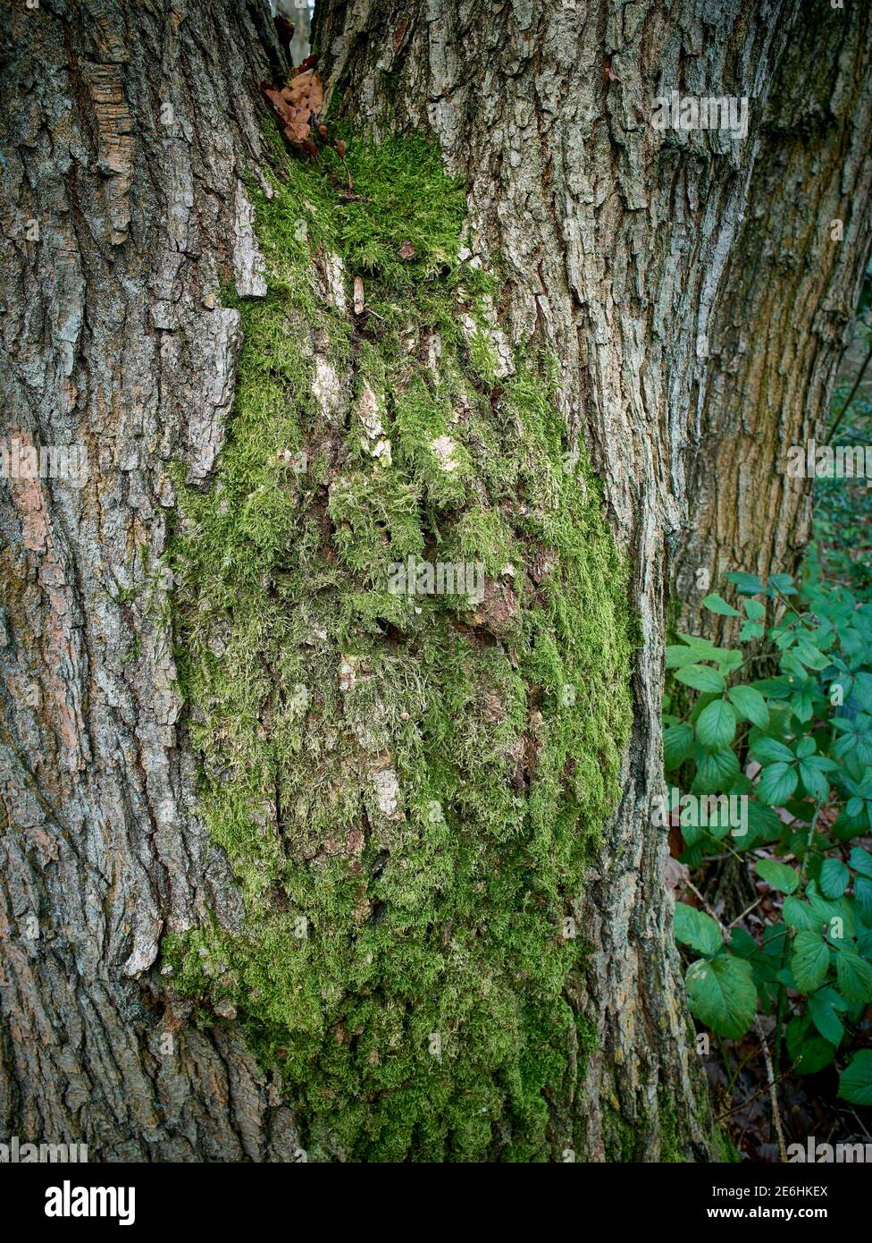 Close-up natural abstracts of tree patterns illustrating patterns ...