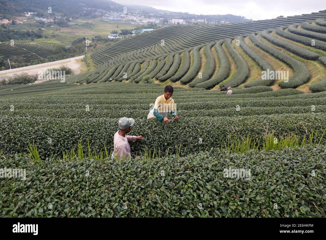 Mong mao hi-res stock photography and images - Alamy