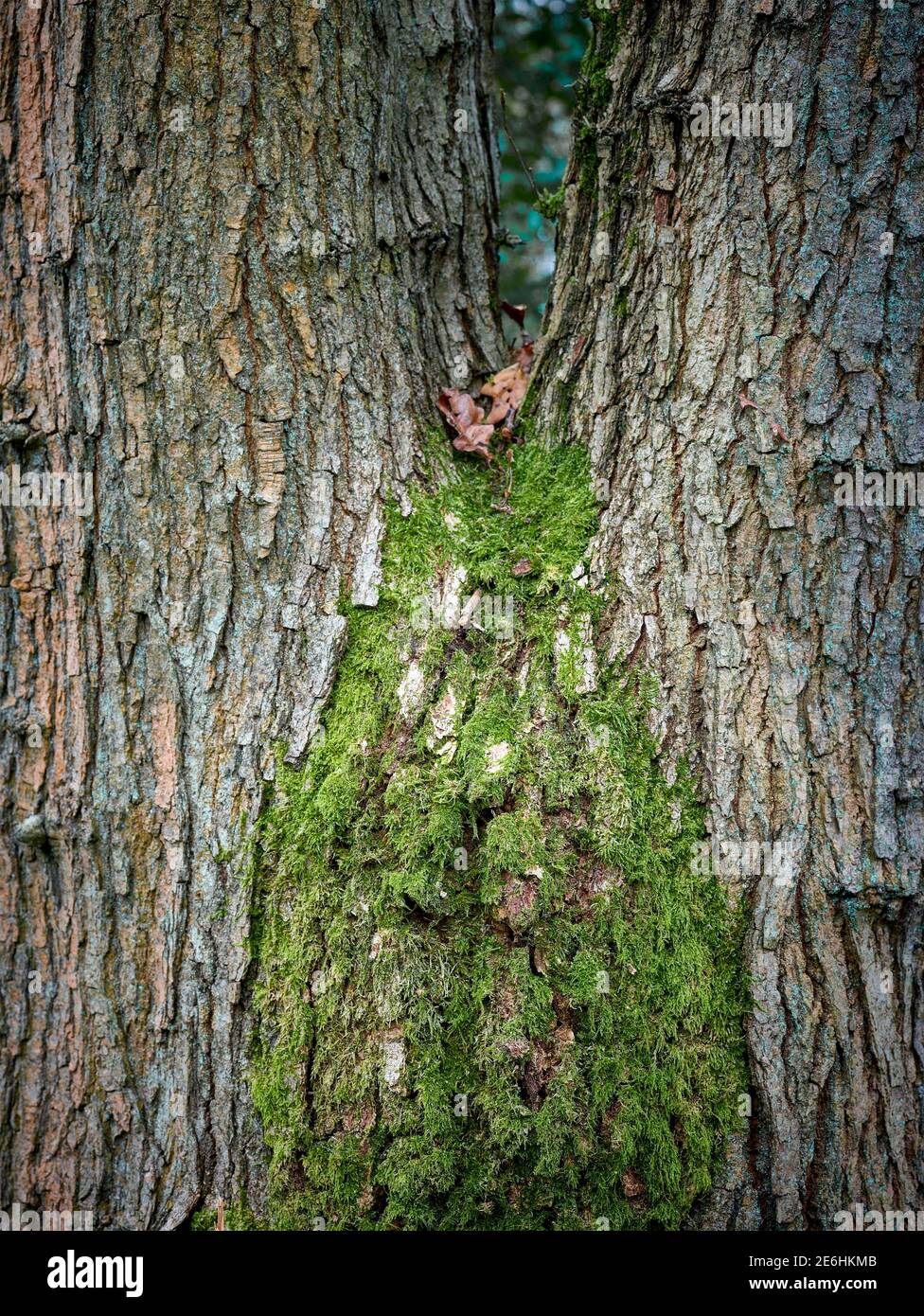 Close-up natural abstracts of tree patterns illustrating patterns ...
