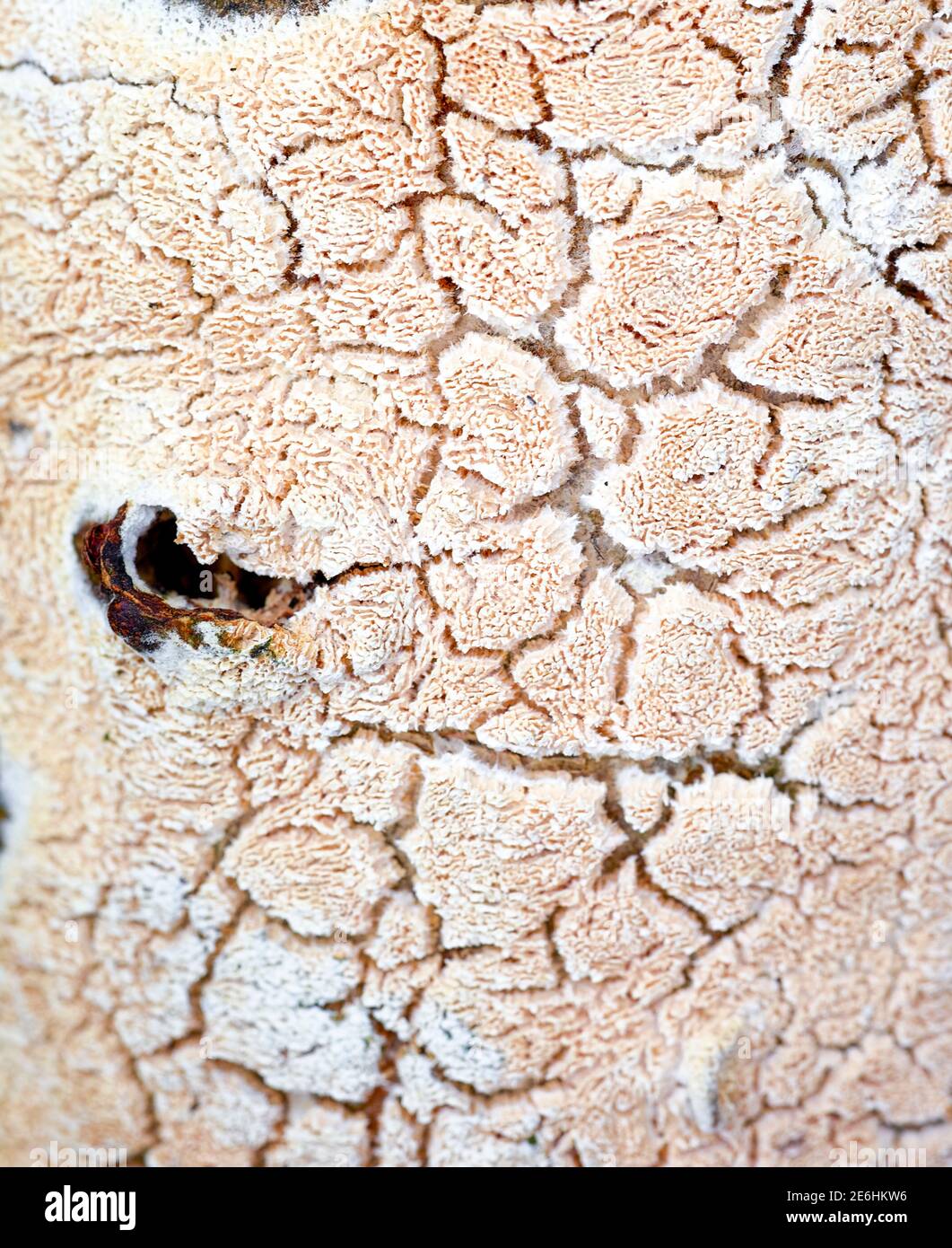 Close-up natural abstracts of tree patterns illustrating patterns ...