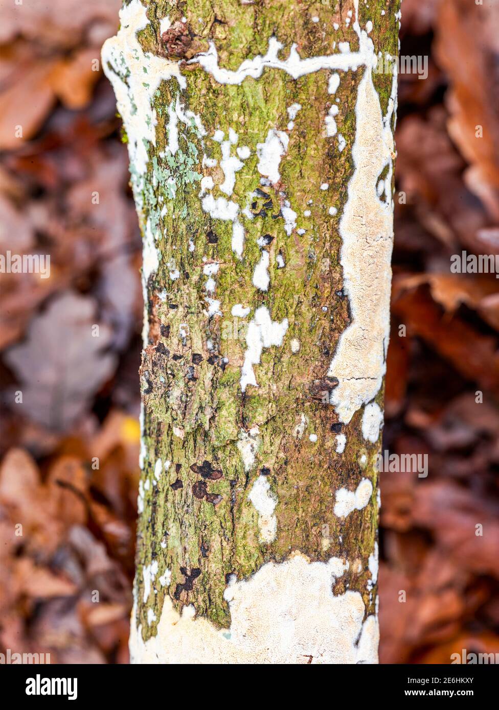 Close-up natural abstracts of tree patterns illustrating patterns ...