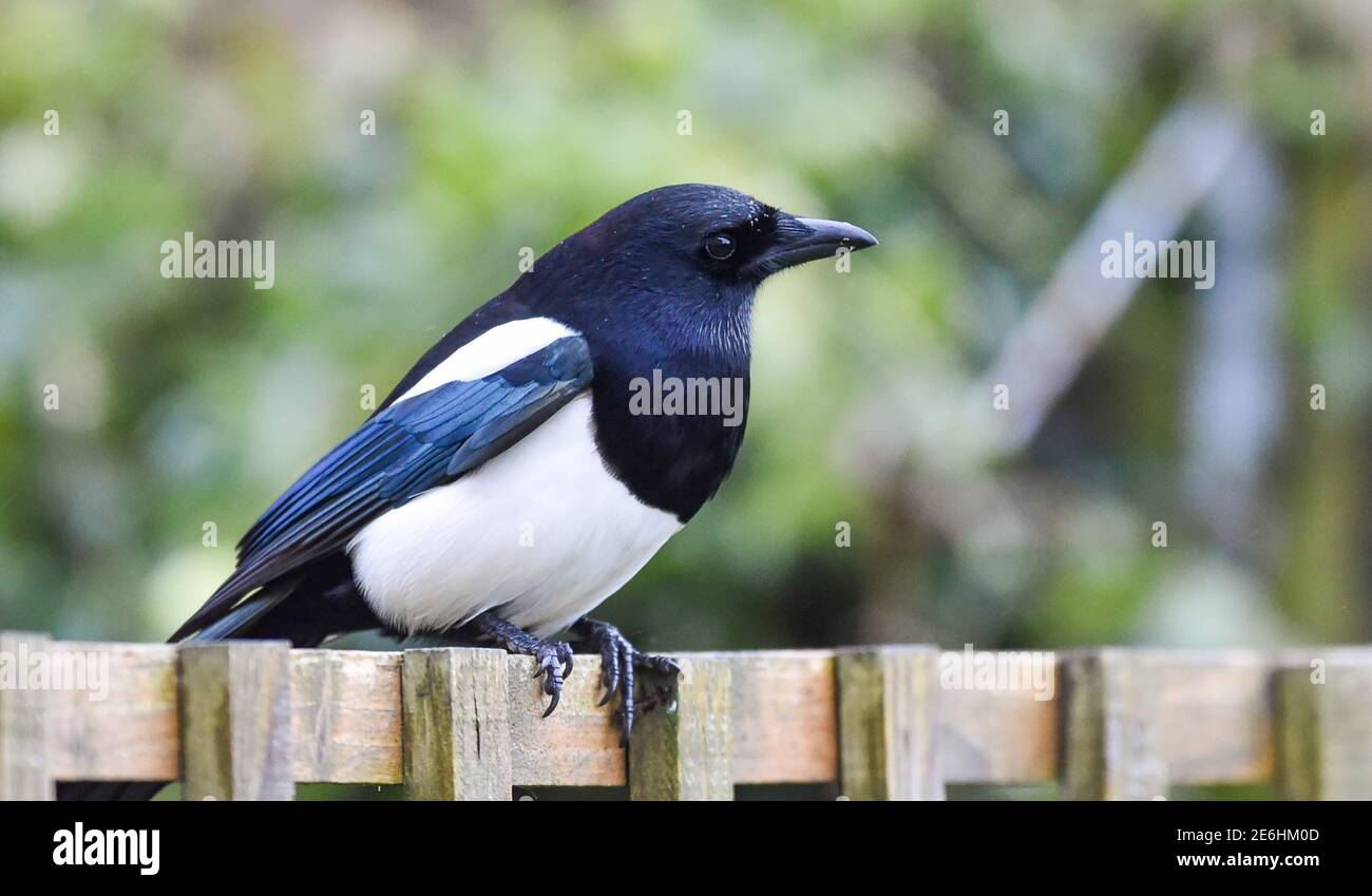 Magpies in the garden hi-res stock photography and images - Alamy