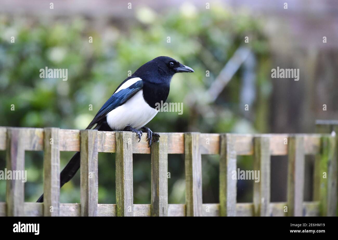 Magpies in the garden hi-res stock photography and images - Alamy