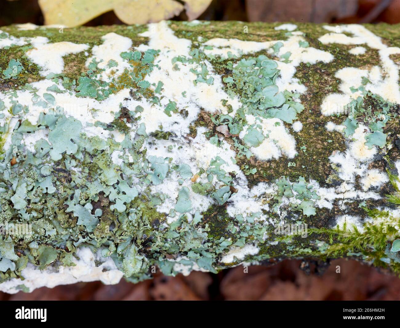 Close-up natural abstracts of tree patterns illustrating patterns ...