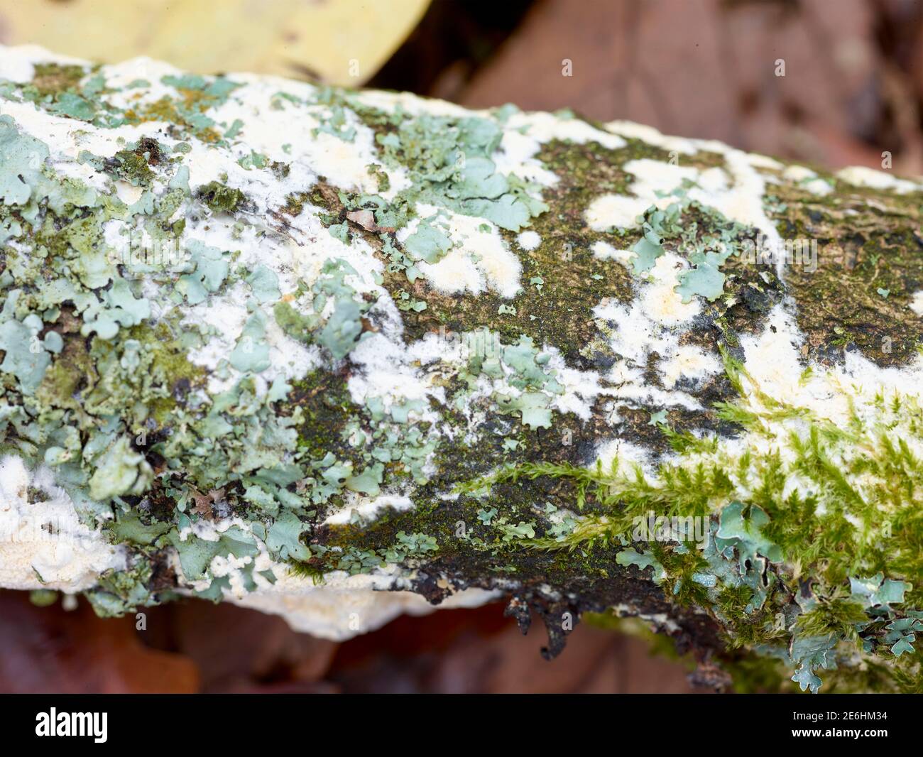 Close-up natural abstracts of tree patterns illustrating patterns ...