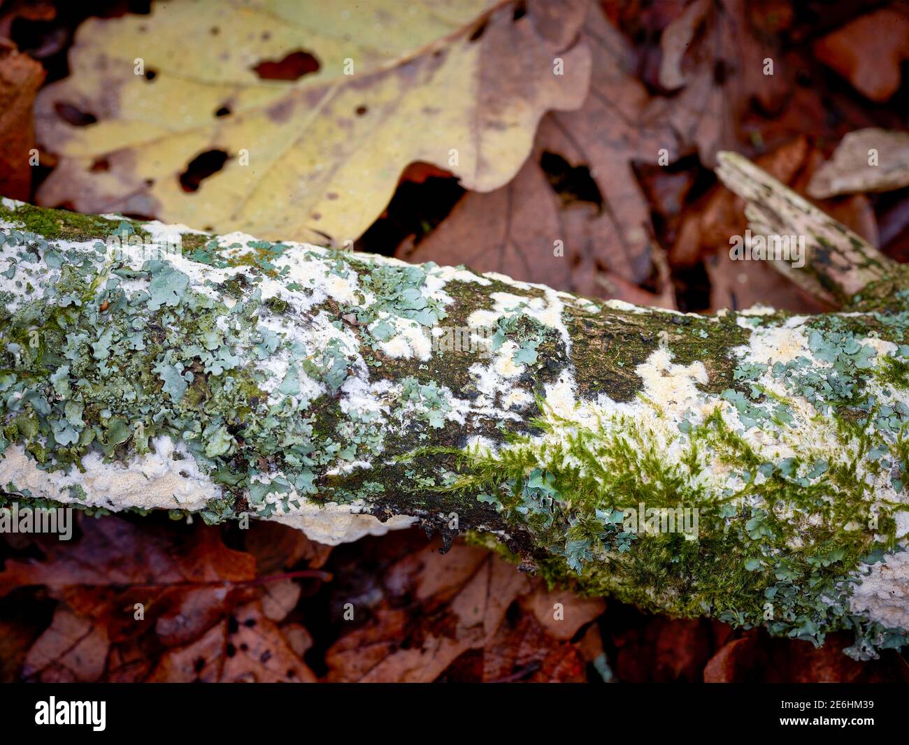 Close-up natural abstracts of tree patterns illustrating patterns ...