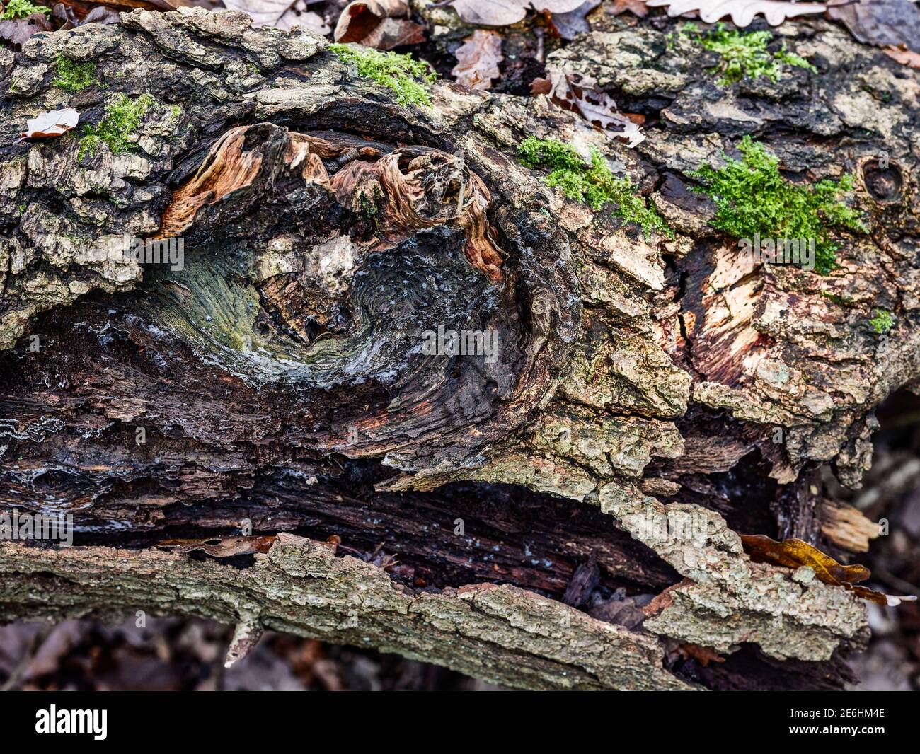 Close-up natural abstracts of tree patterns illustrating patterns ...
