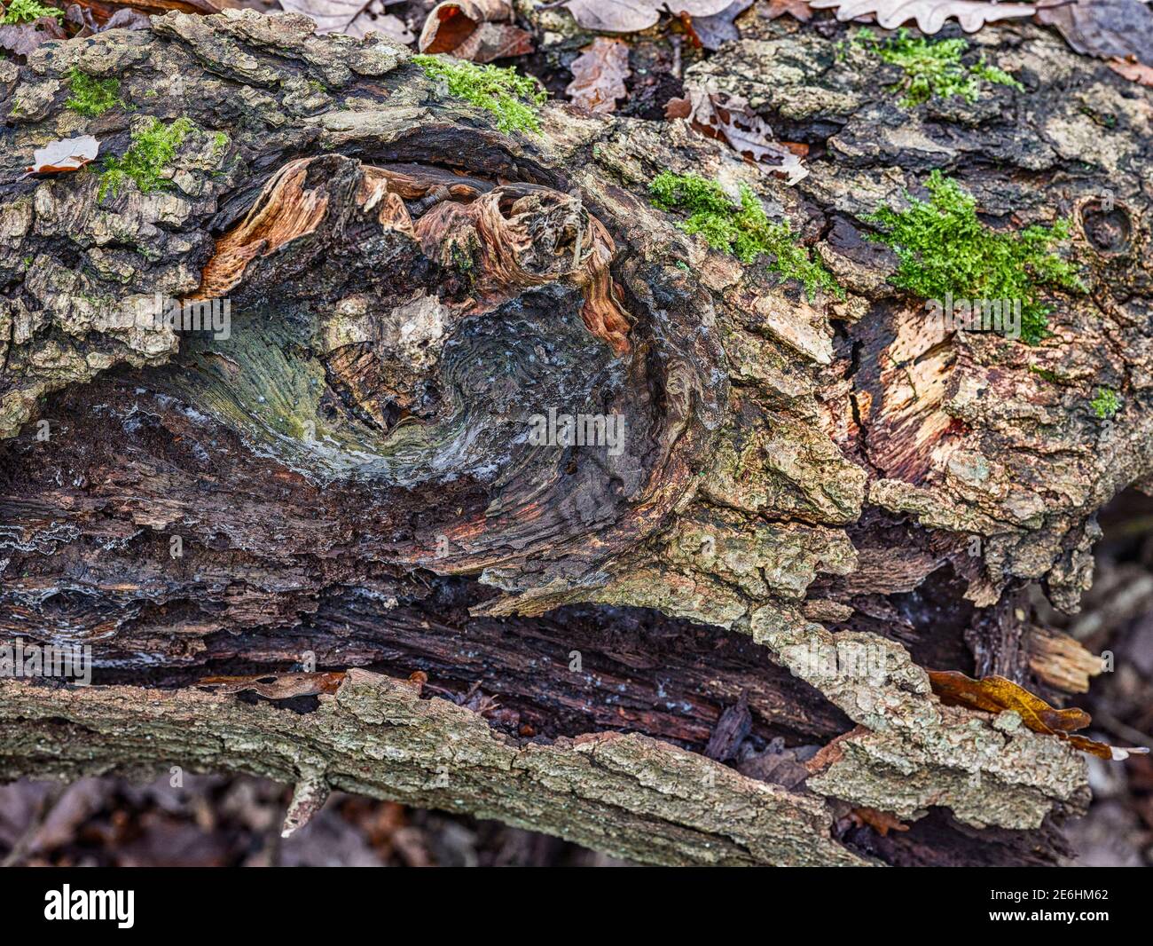 Close-up natural abstracts of tree patterns illustrating patterns ...