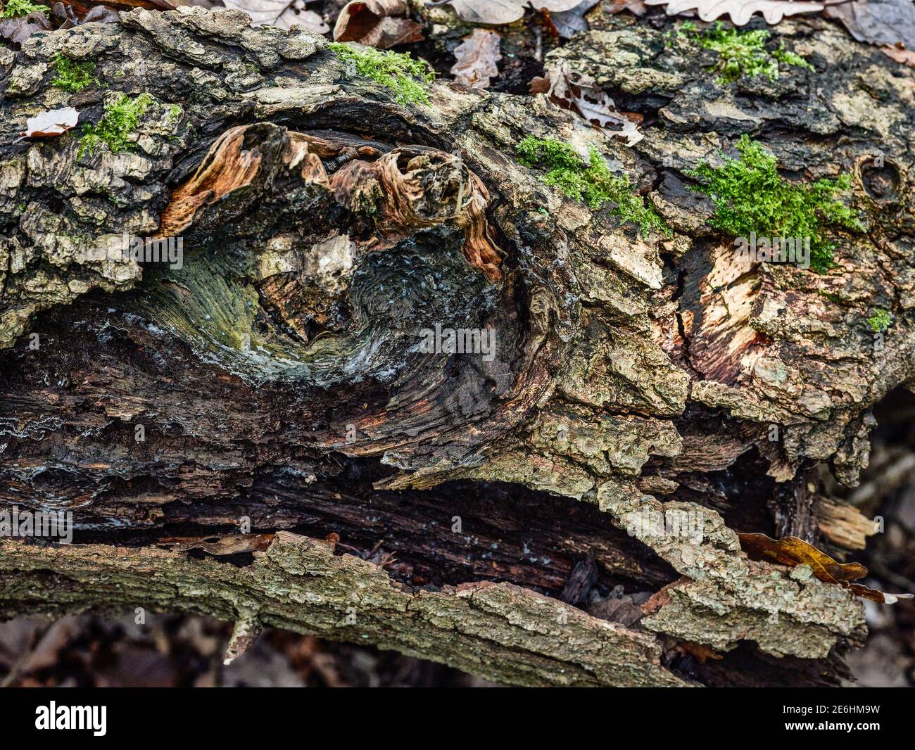 Close-up natural abstracts of tree patterns illustrating patterns ...