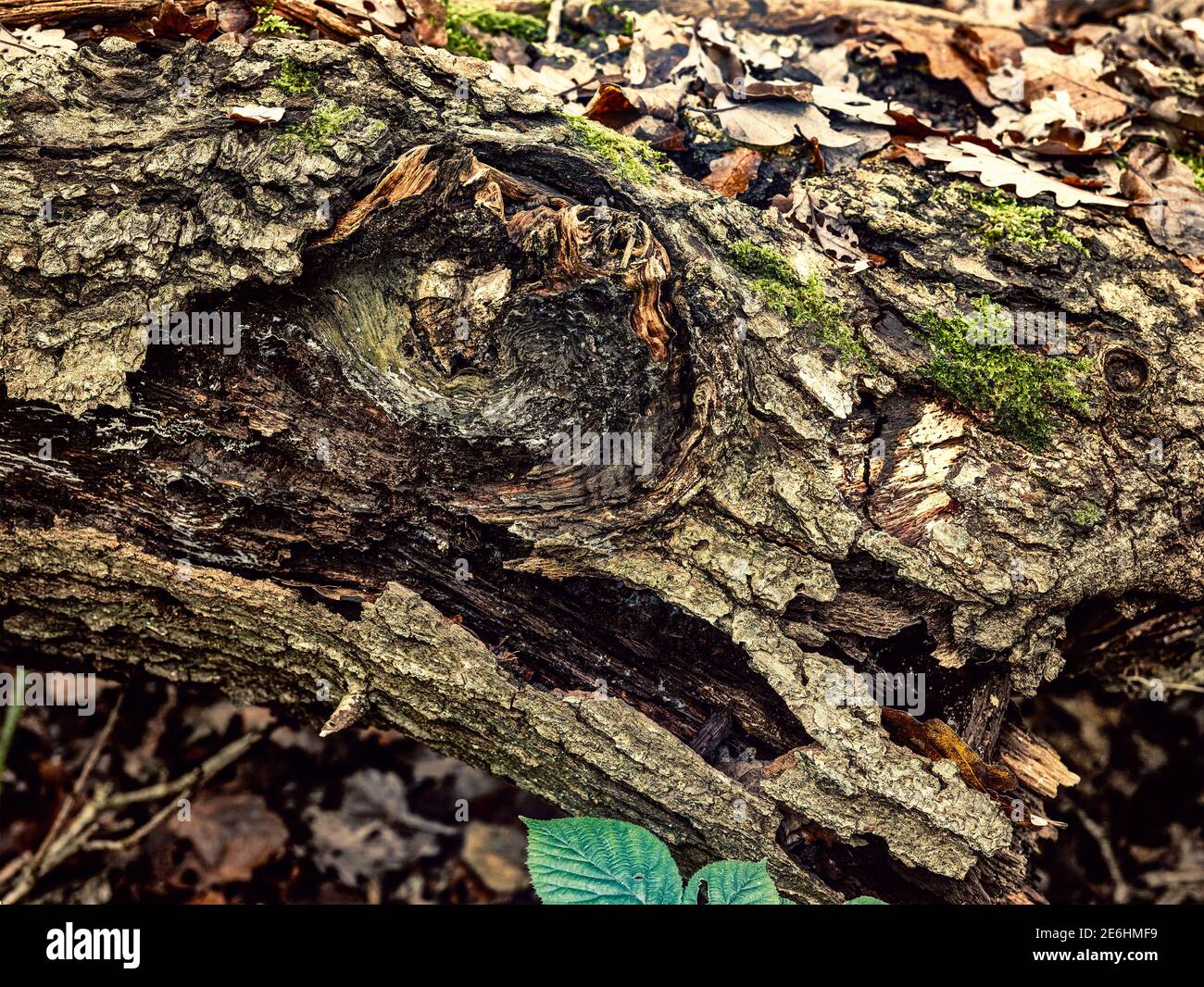 Close-up natural abstracts of tree patterns illustrating patterns ...