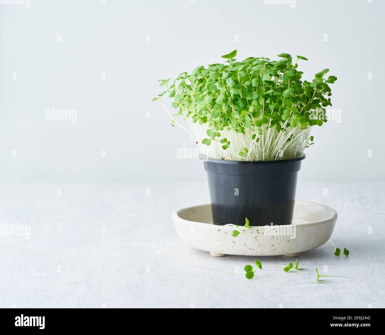 Bok choy microgreens in pot on plate. Aragula, edible root vegetable ...