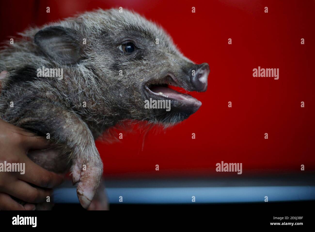 600 lbs hi-res stock photography and images - Alamy