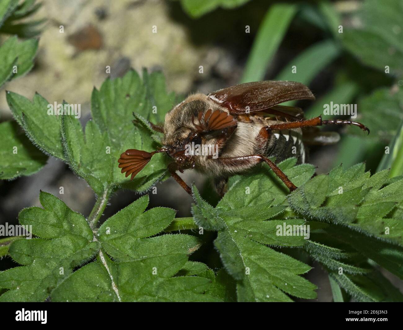 Common Cockchafer, Melolontha melolontha), in garden in spring, North ...